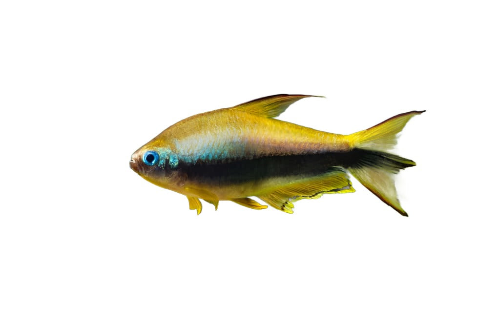 Tetra et danios – NageoireBleue