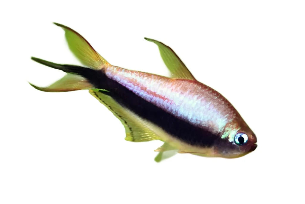 Tetra et danios – NageoireBleue
