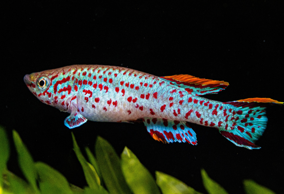 Rainbow Killifish – NageoireBleue